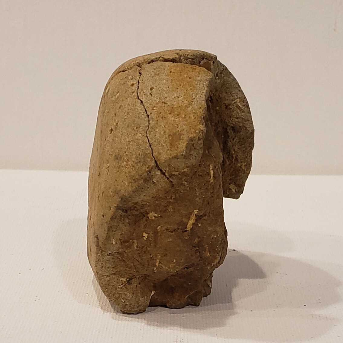 Prehistoric Fossilized California Avocado | eBay