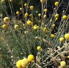 Pycnosorus globosa 50+ BILLY BUTTONS SEEDS Australian native wildflower ...