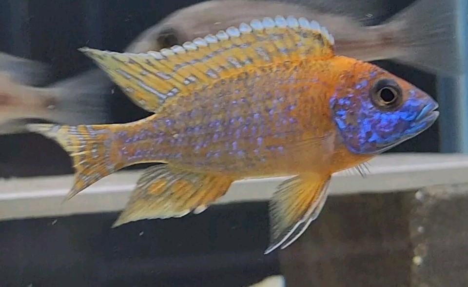 3"+ Male Thai Ruby Red Peacock African Cichlid (Aulonocara sp) | eBay