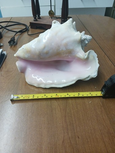 Large Queen Conch Shell (Authentic) From Florida Coast | eBay
