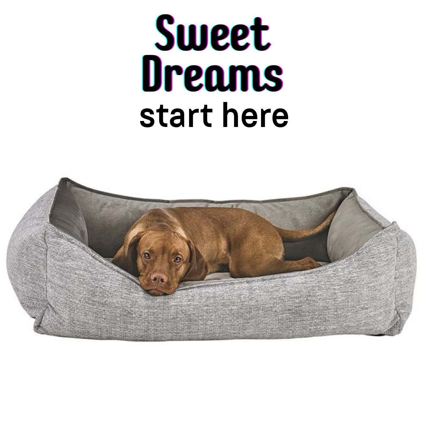 NATURA + LINEN Bowsers Oslo Ortho Dog Bed – Easy Entry Bolstered ...