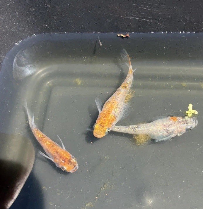 Tri-color Koi Lame Shine Medaka Rice Fish Eggs 20+ Fertilized | eBay