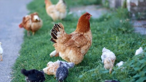 CHICKEN FORAGE MIX 1000+ seeds Healthy Chooks SPRING/AUTUMN Grow Your ...