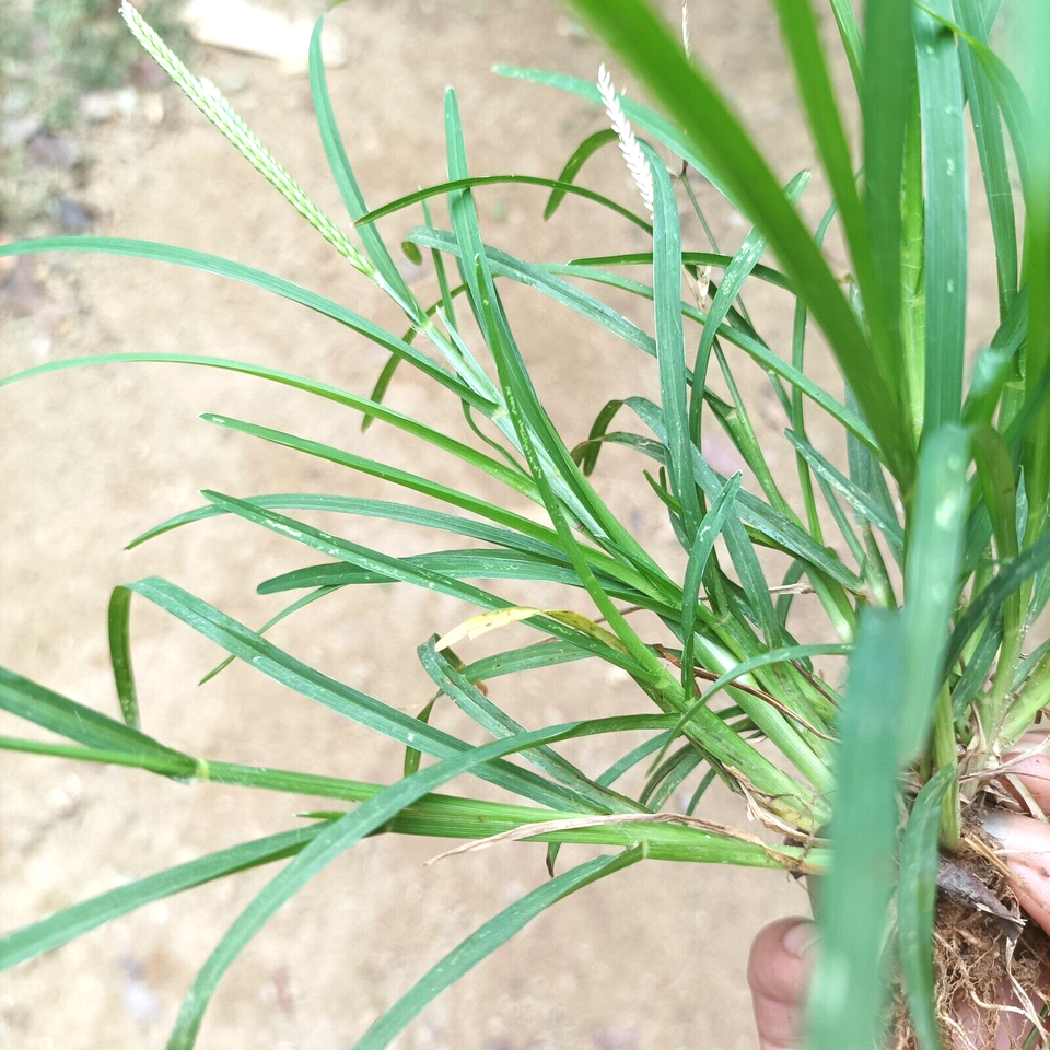 Ayurvedic Dry Paragis Plant 2oz Eleusine Indica Goosegrass Family ...