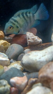 3 pack Dwarf polar blue parrot cichlids live fish the Frenchie of the ...