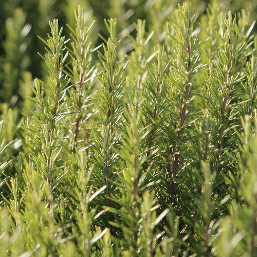 ROSEMARY 10 Seeds (OFFICINALIS- PRIMED) HERBAL Remedy TEA Medicinal ...
