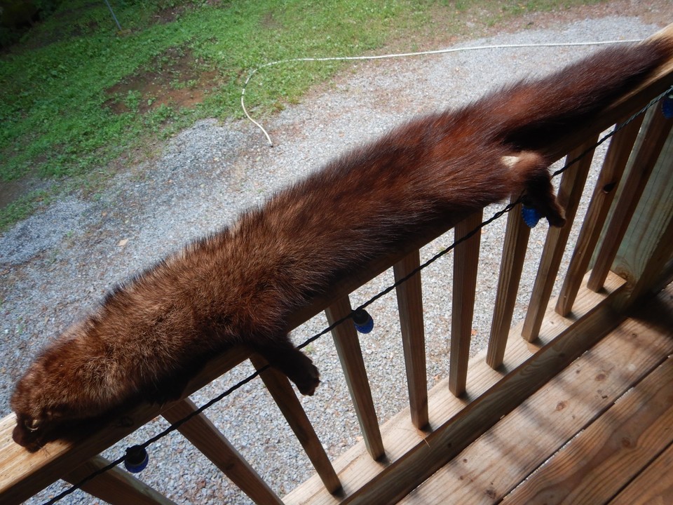 Fisher fur, winter Prime professionally garment tanned with feet on. | eBay