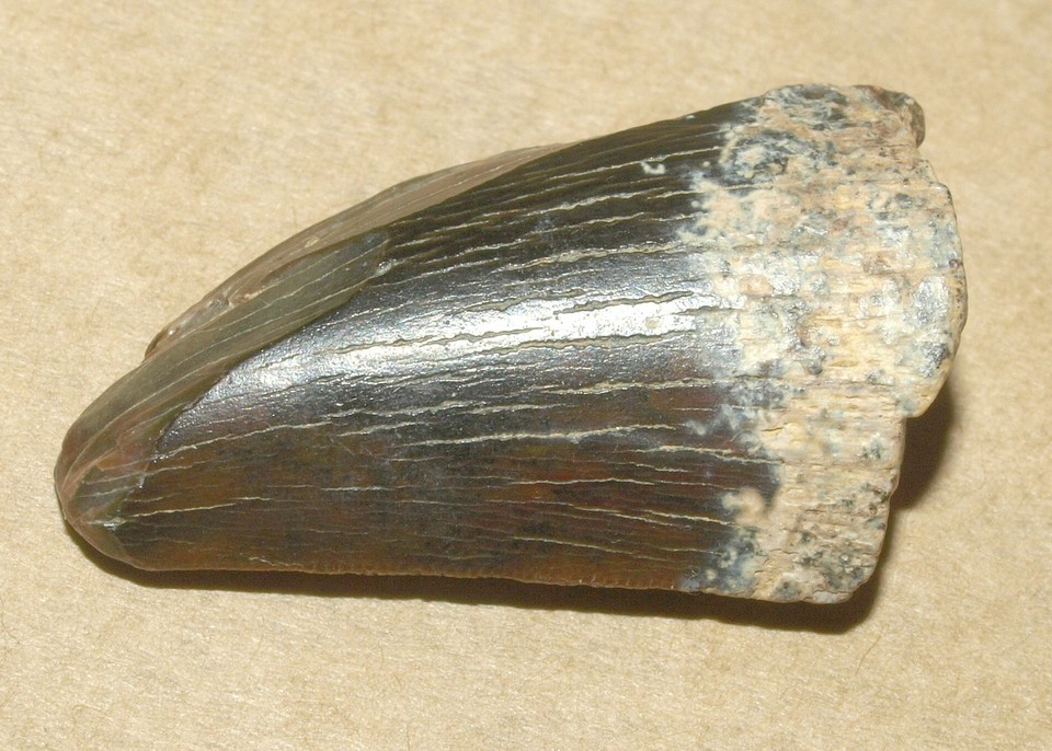 RARE Tooth of tyrannosauroid dinosaur-Timurlengia euotica, Cretaceous ...