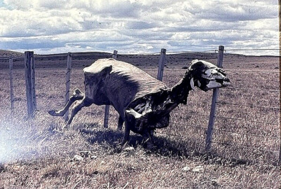 Kodak Color Slides Patagonia Chili Dead Cow Cattle OOAK Photos 1971 | eBay