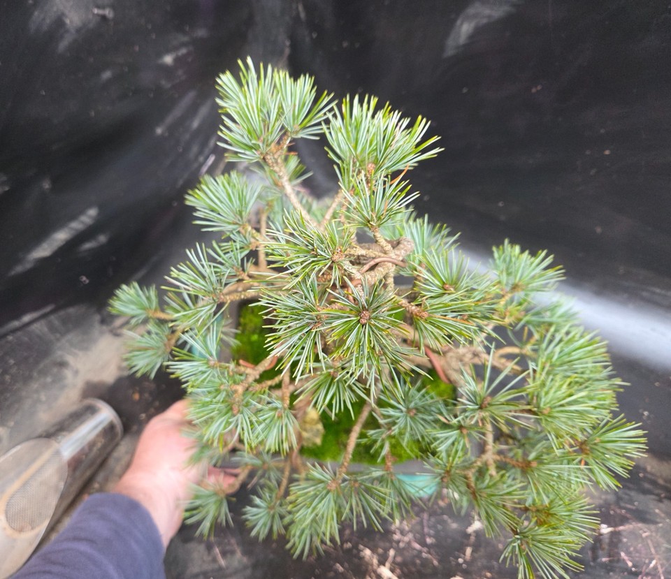 Bonsai Japanese White pine - Kinpo | eBay
