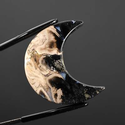 28mm Fossilized Palm Root Moon Cabochon, Intricate Fossil Palm Root ...