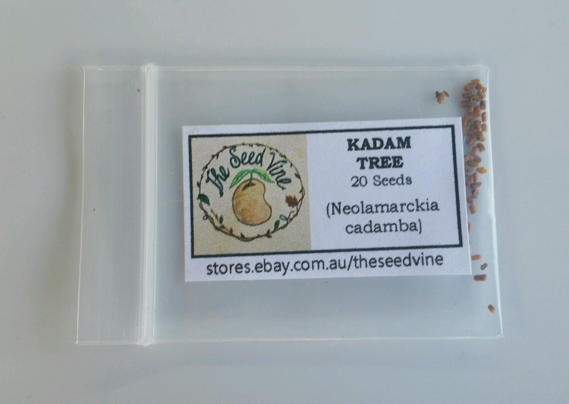 20 KADAM TREE SEEDS (Neolamarckia cadamba) Burflower Laran Yellow ...