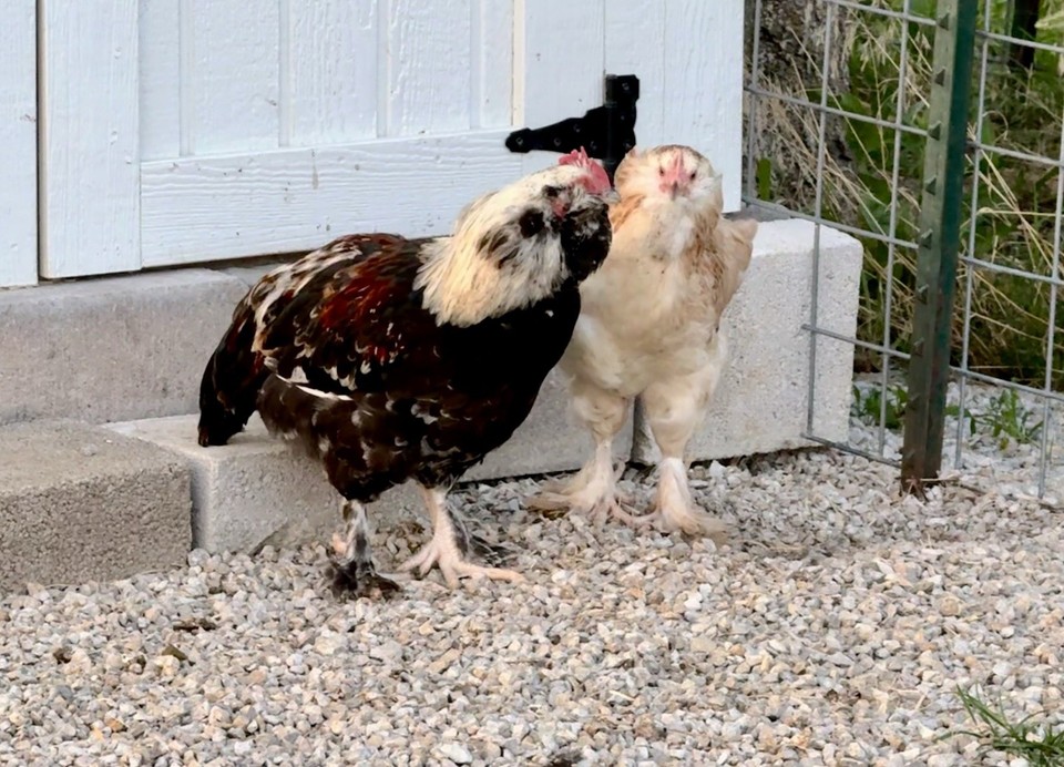12+ Fertile Chicken Hatching Eggs Ameraucana, Salmon Faverolles, Marans ...
