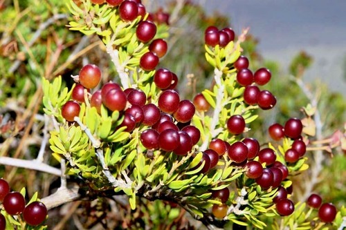 Nitraria billardiera - Native Grape / Nitre Bush - 10 seeds | eBay ...