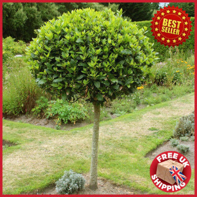 Evergreen Sweet Bay Tree Standard Lollipop Tree 70-80cm tall | eBay UK