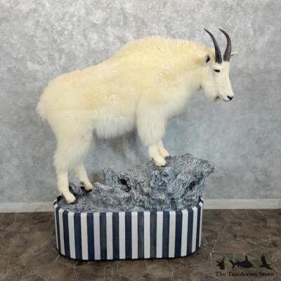 #29956 P | Mountain Goat Life-Size Taxidermy Mount For Sale | eBay
