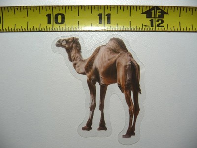 CAMEL SMALL STICKER DECAL WILDLIFE COLORFUL ZOO FUNNY | eBay