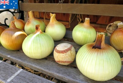 1000 Walla Walla Onion Seeds LARGE Sweet BIG Juicy Onions Vegetable ...