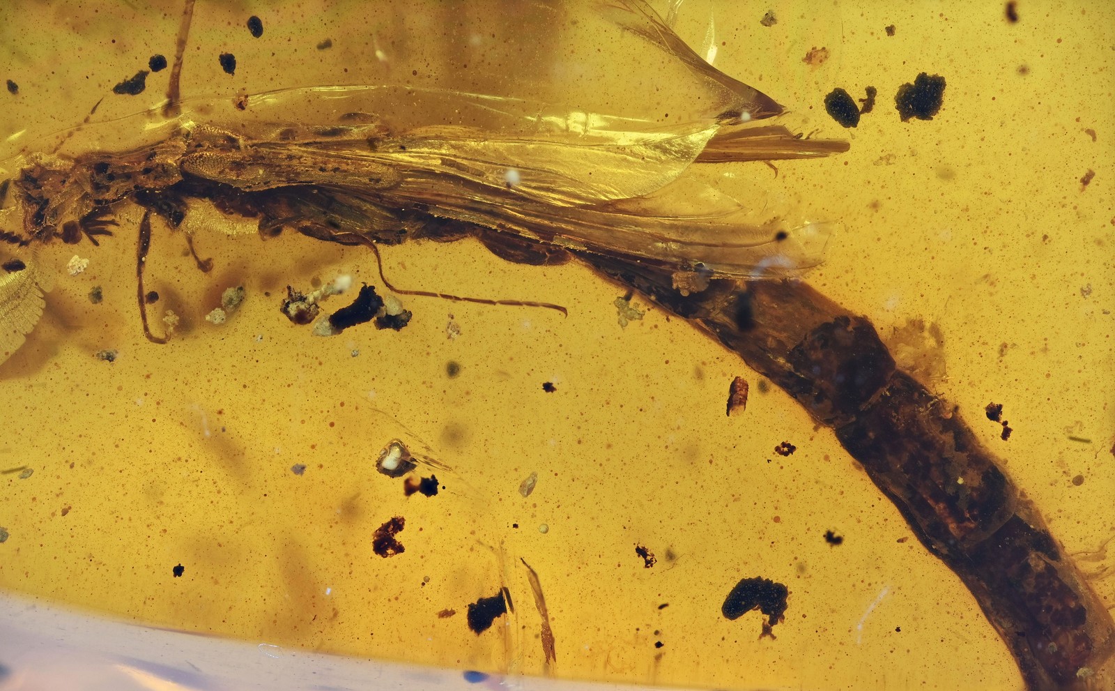 Rare Lymexylidae (Ship Timber Beetle), Fossil insect inclusion in ...