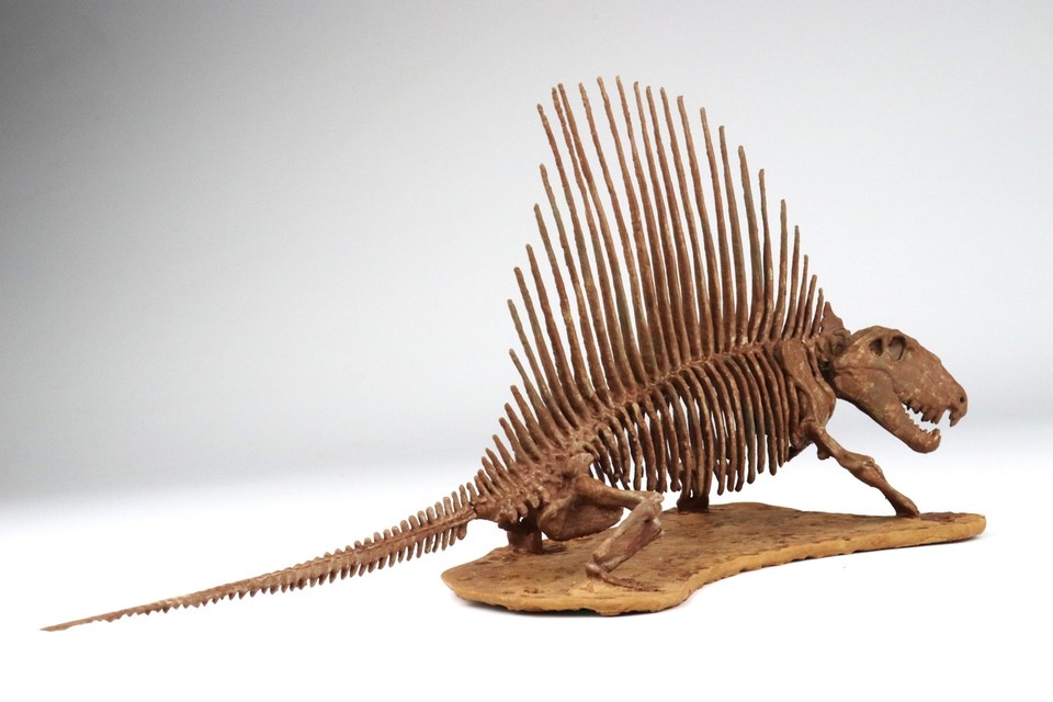1:18 Scale Dimetrodon Skeleton Model 3D Printed Dinosaur Animal Scene ...