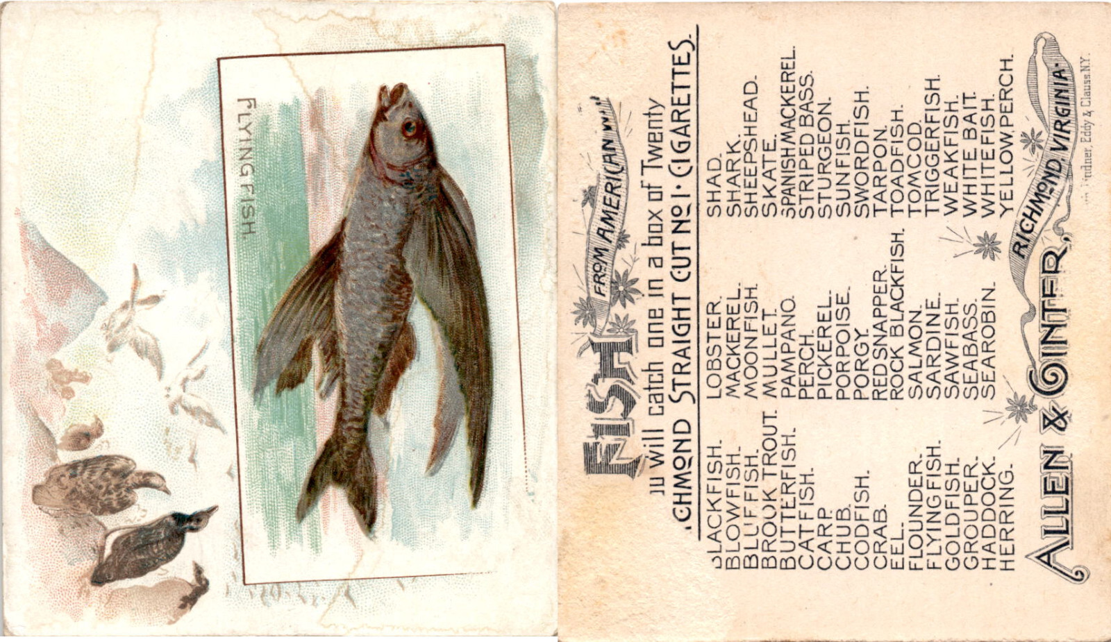 N39 Allen & Ginter, Fish From American Waters, 1889, Flying Fish | eBay