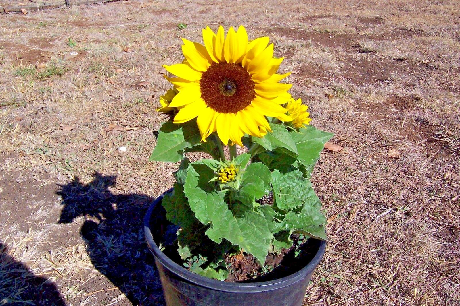 50+Sunspot DWARF SUNFLOWER Seeds Native Wildflower Flowering Annual ...