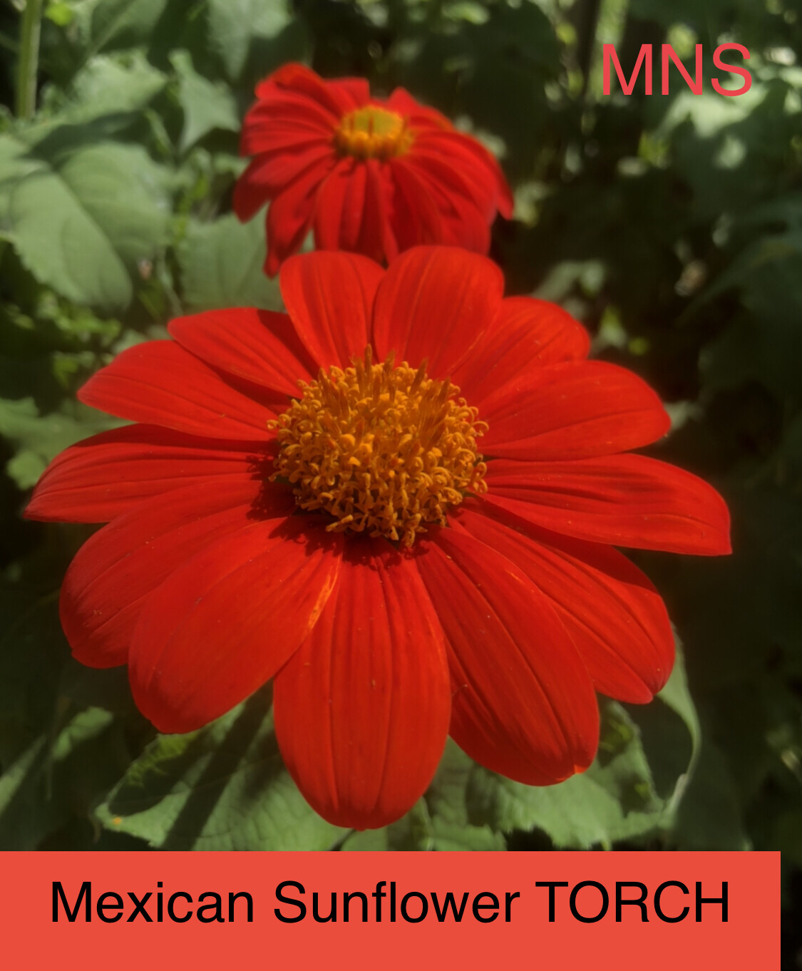 Sunflower MEXICAN TORCH Bees, Butterflies, Hummingbirds USA Non-GMO 100 ...