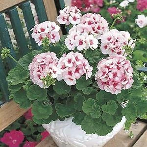 Geraniums Maverick