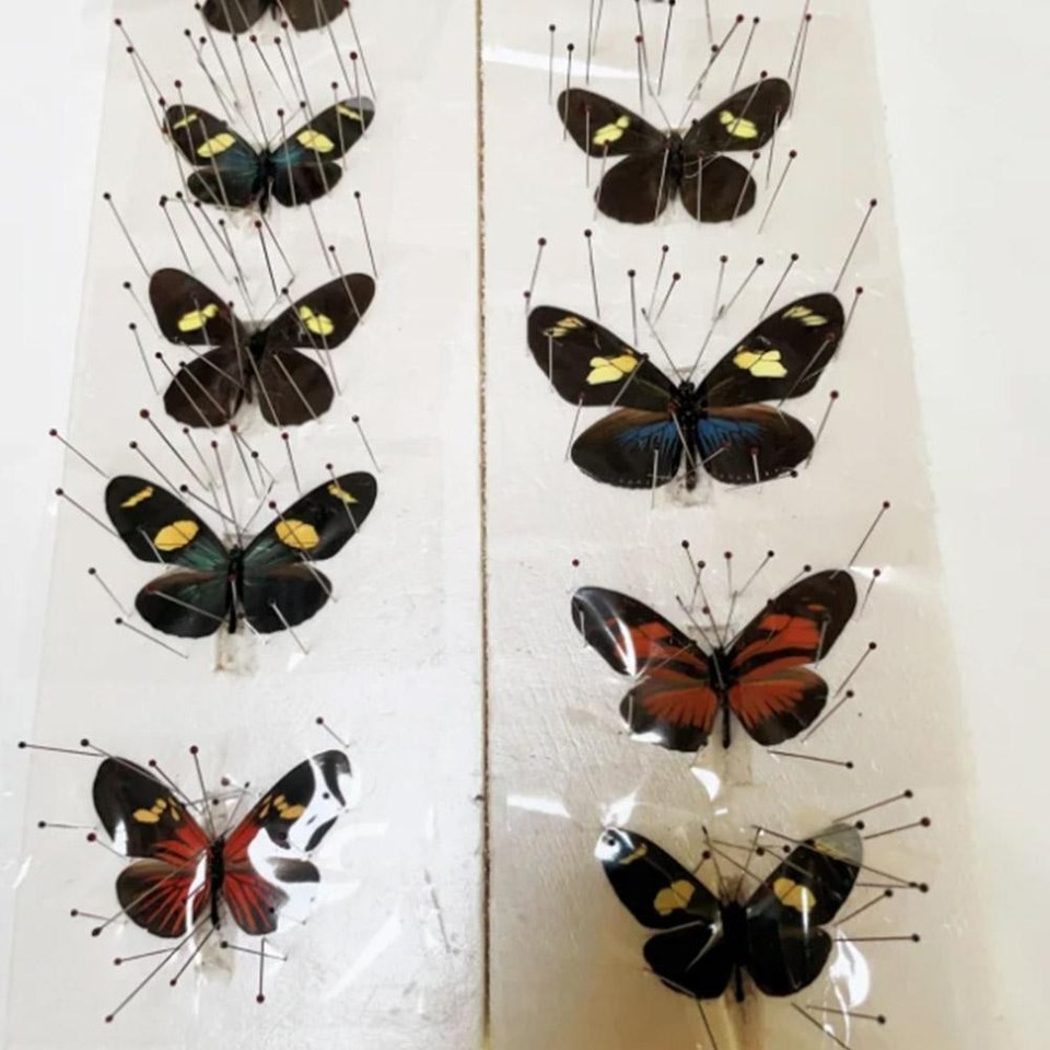 100x Butterfly Insect Pins Specimen Entomology Modelling School Steel ...