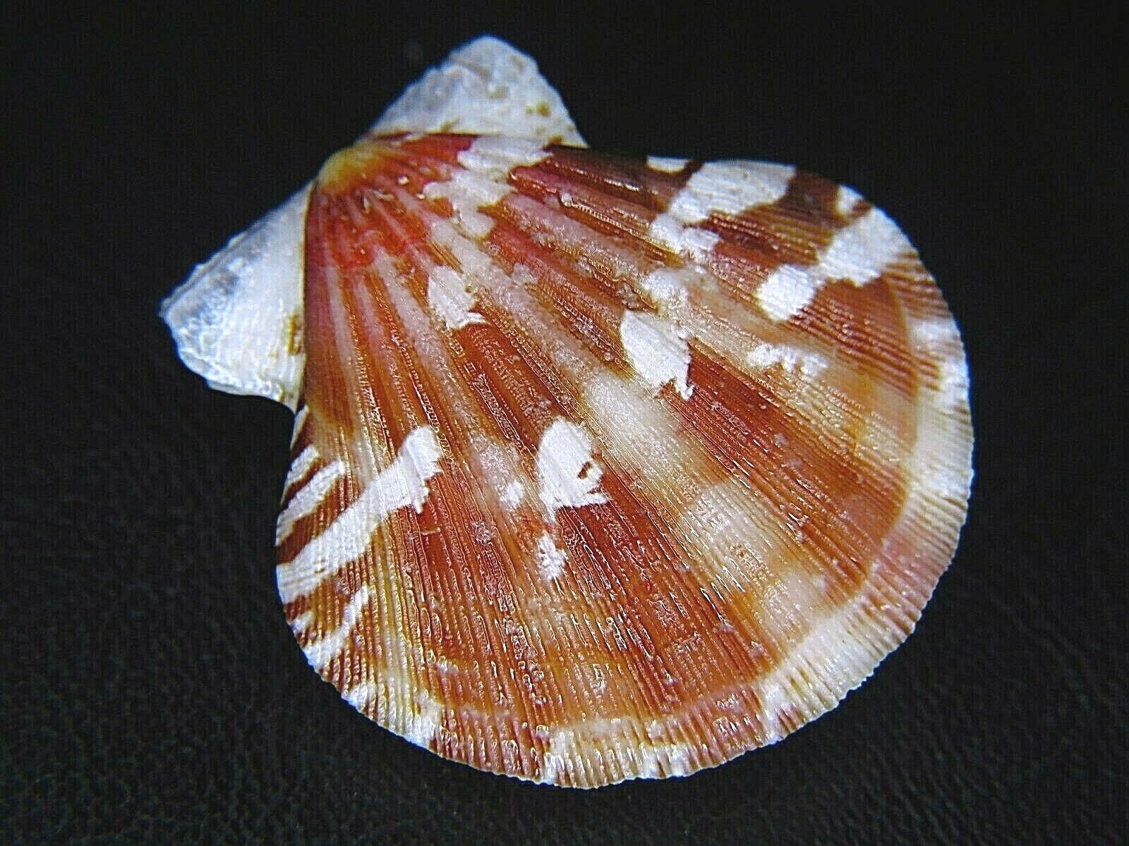 PECTEN "BRACTECHLAMYS" VEXILLUM: MIXED ALTERNATING COLORED PECTEN @ 35 ...