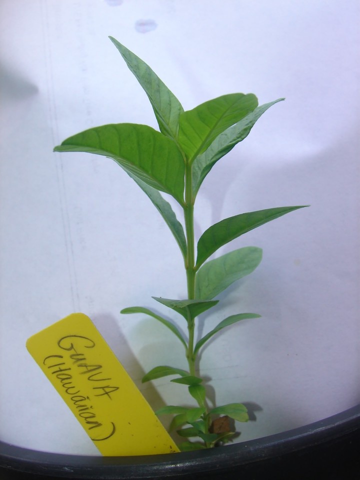 TROPICAL GUAVA Psidium guajava Hawaii Kuawa Goiaba LIVE RARE FRUIT TREE ...