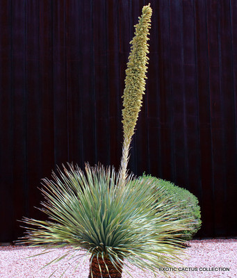 Dasylirion Wheeleri, exotic succulent rare Spoon Yucca aloe agave seed ...