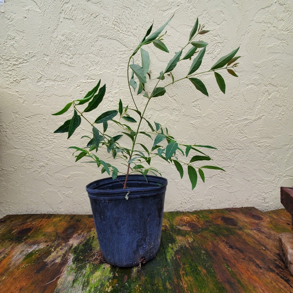 LIVE PLANT Rainbow Eucalyptus, Mindanao Gum, Bagras, Kamarere, Deglupta ...