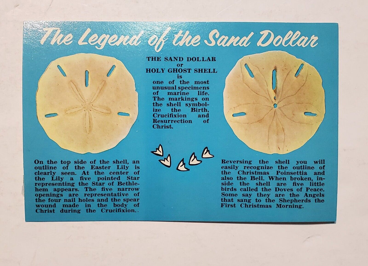 Sand Dollar Png Sand Dollar Pieces? Fossil ID The Fossil Forum