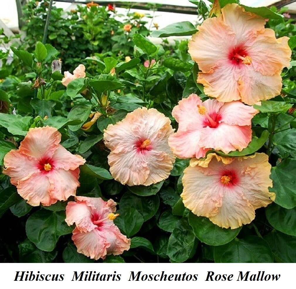 Halberd Leaved Hibiscus Halberd Leaved Rose Image & Photo (Free Trial)