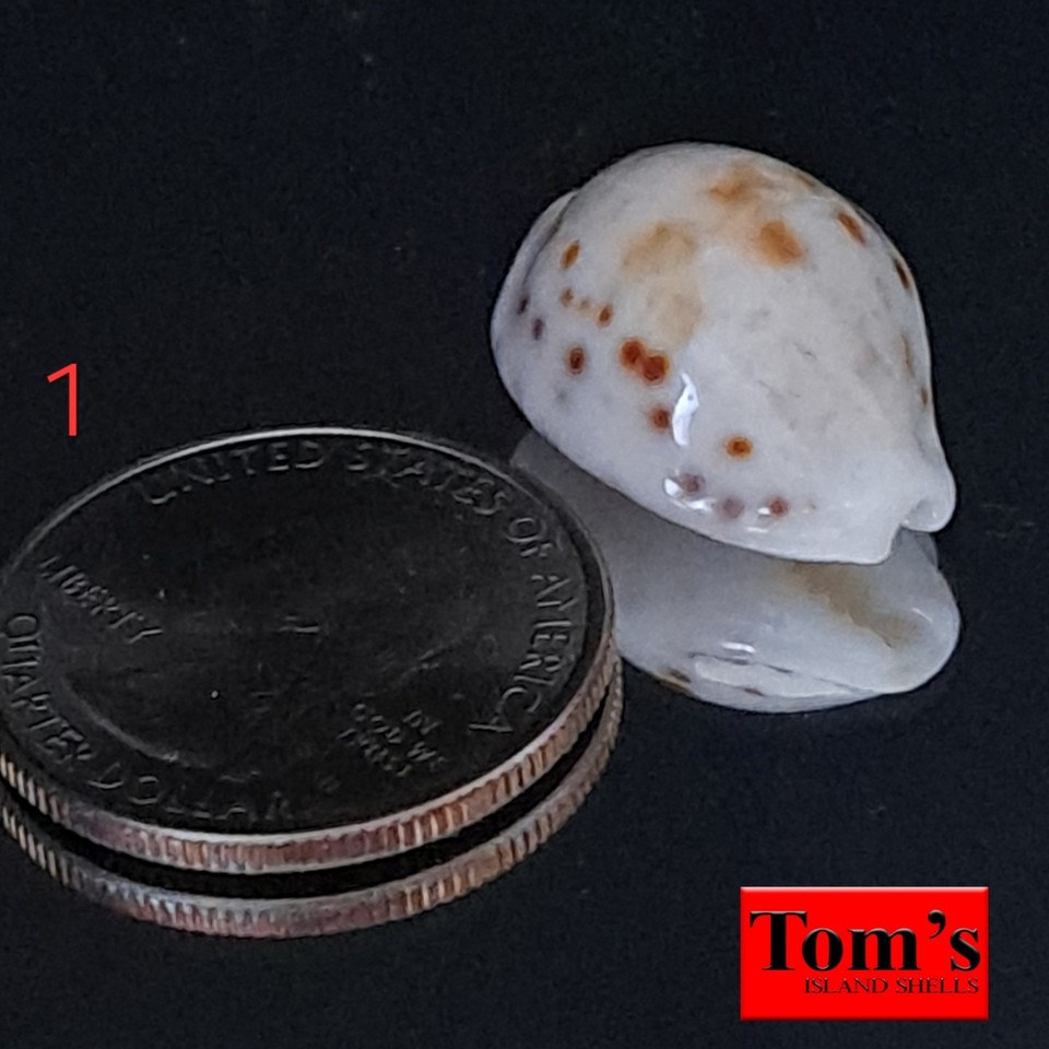 Cypraea Rashleighana #1 22.3mm ULTRA-RARE! LIVE COLLECTED from Hawaii ...