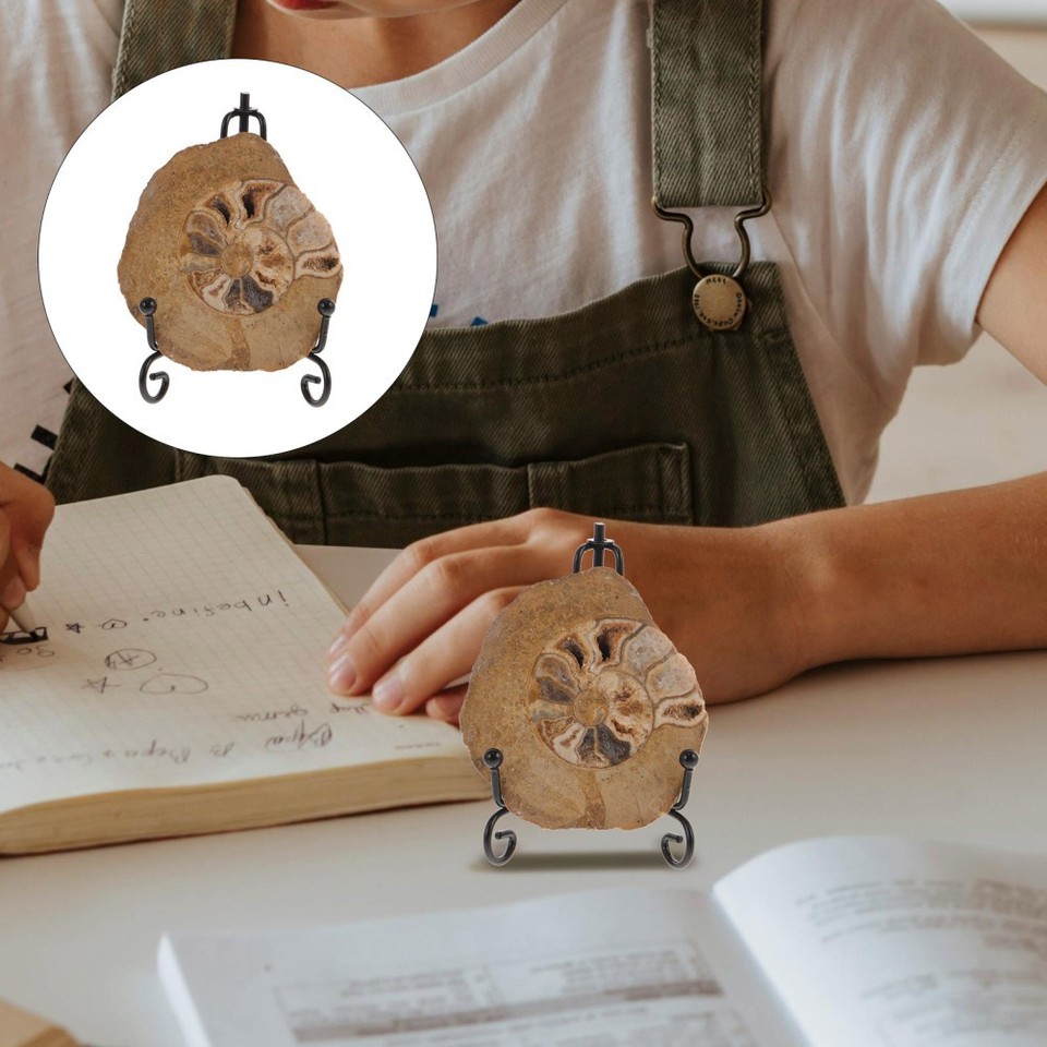 Ornament Model Decor Specimen Decoration | eBay UK