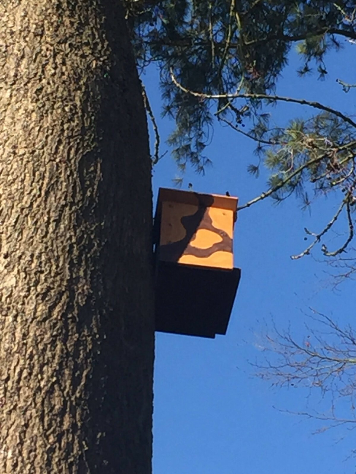 Garden Bird Box Kit, Square Nesting Box Kit Birdhouse DIY Project, Kids ...