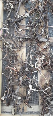 Fresh Osha Root. I wildharvest it with respect for Mother Earth. Clean ...