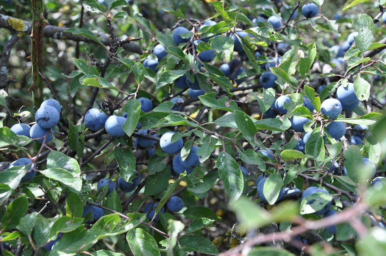 BLACK THORN - SLOE - 35 SEEDS-WHITE FLOWER. Fruit used for sloe gin ...