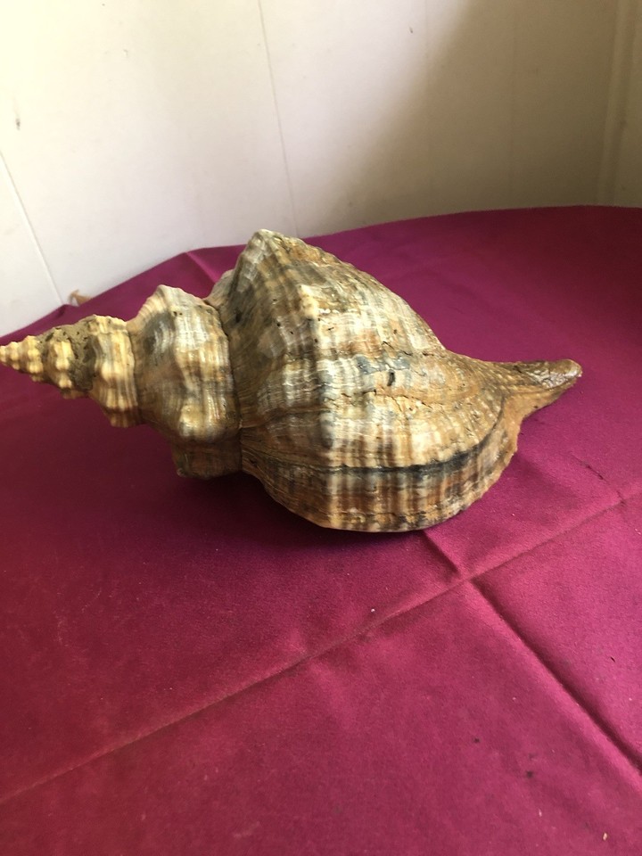 Large Horse Conch Sea Shell 12 In X 5” Stunning Colors, Boho Fish Tank ...