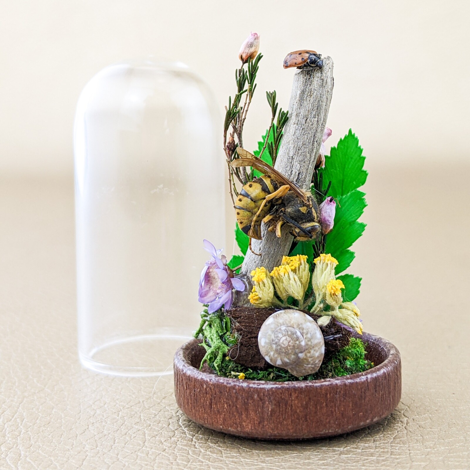 o21b Yellow Jacket Wasp Glass Dome Display Entomology Taxidermy mini ...