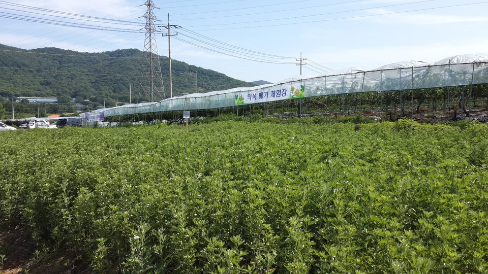 HI Reusable Mugwort Wormwood Hot / Cool Fomentation Massage Pack Heat ...