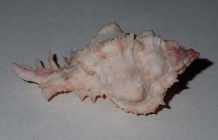 47 mm GREAT PATTERN Chicomurex Venustulus Murex Seashell #AO1 From ...