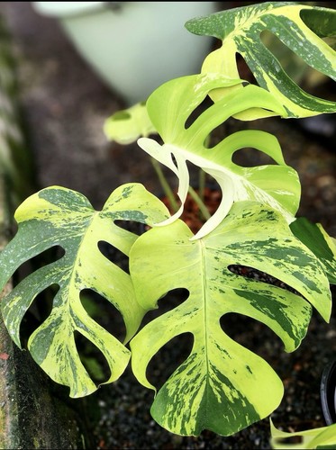 MONSTERA Lemon Light, 1 Leaf Full Root | eBay