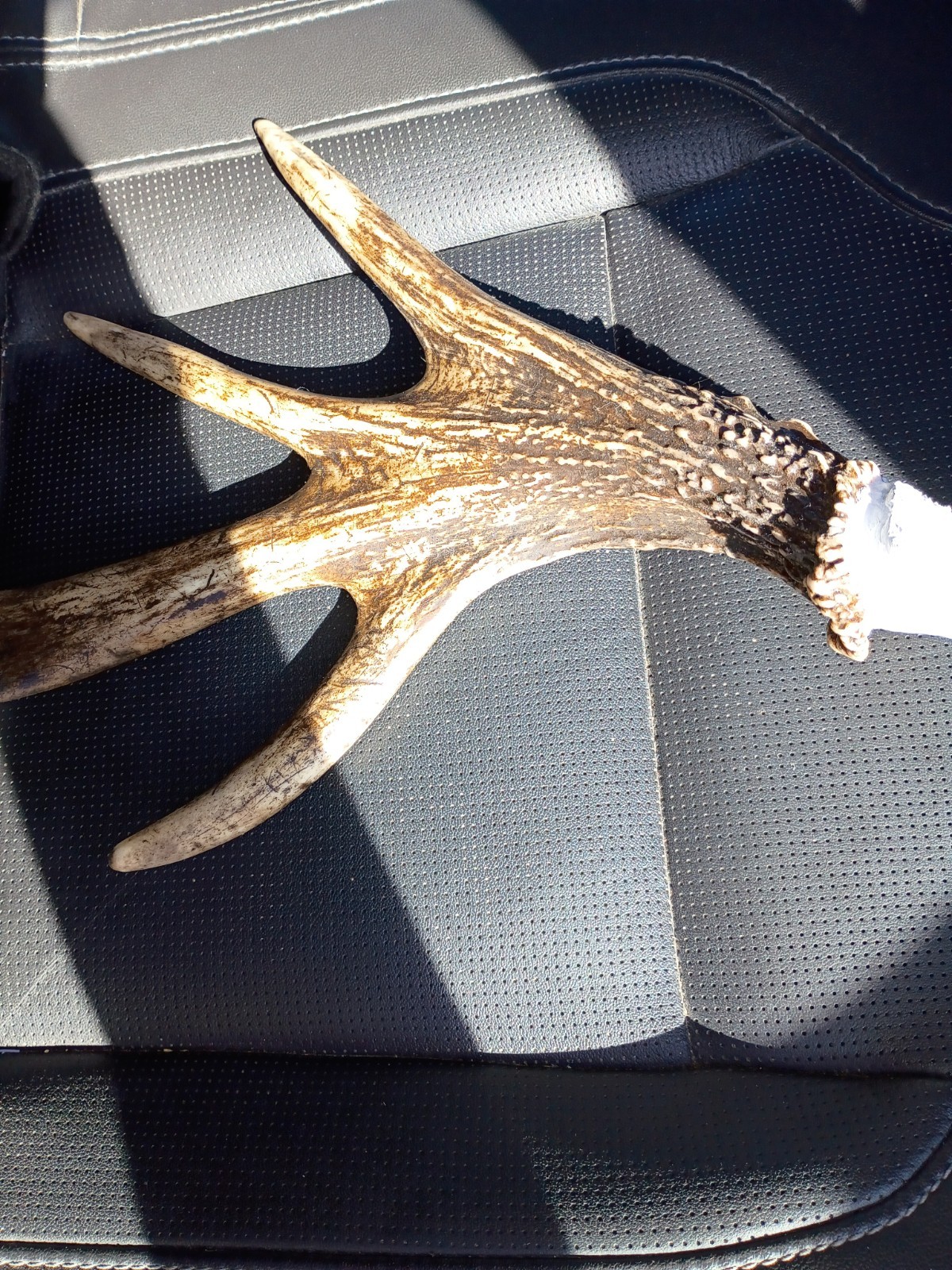 Rare Palmated Whitetail Shed Antler. 5 Inch Mass Measurments Throughout ...