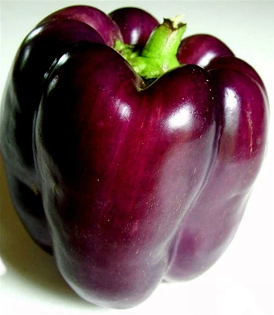 Purple Beauty Pepper Seeds