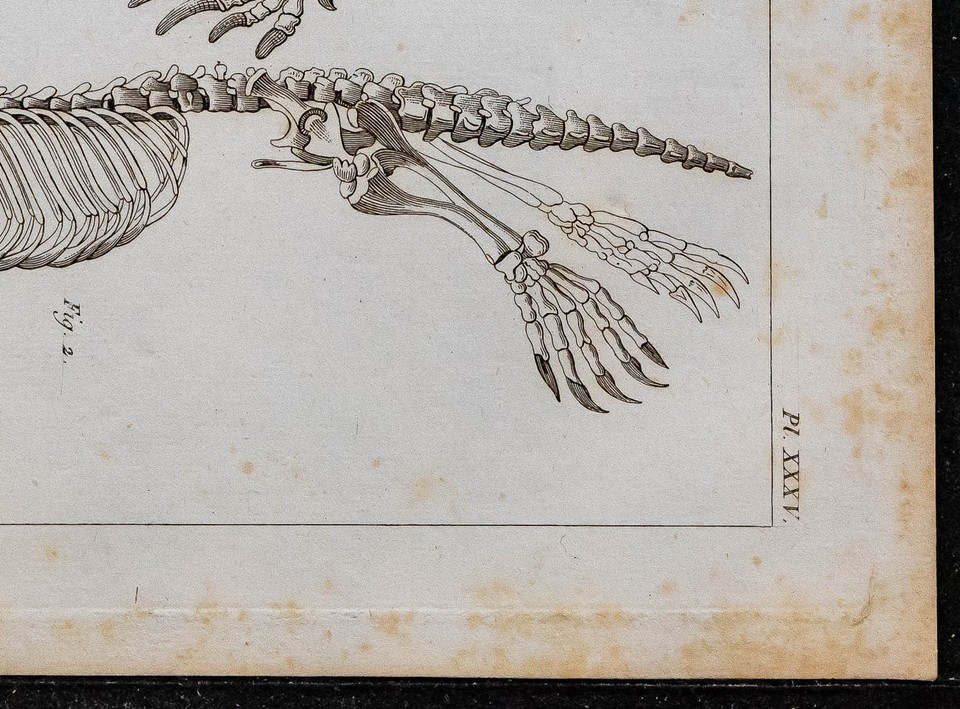 1825 - Scheletro Foca - Incisione Antica - Anatomia | eBay