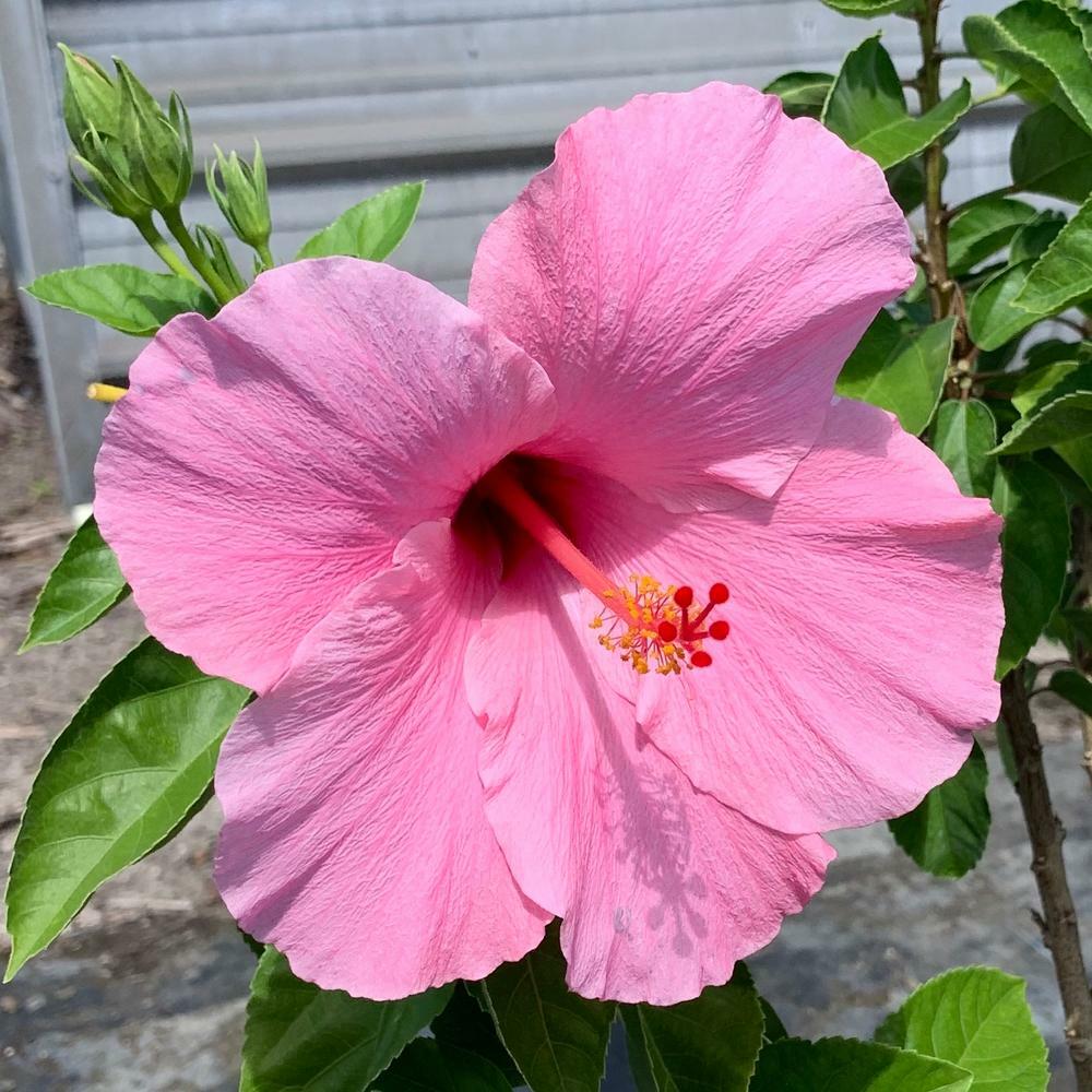 Luna Rose Hibiscus, Dwarf Hardy Hibiscus American Meadows, 58% OFF