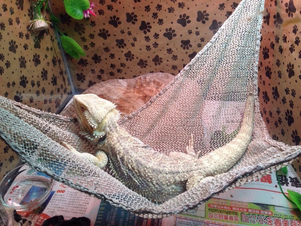 NATURAL BEIGE LRG ATTACHABLE RESTIN HAMMOCKS /PILLOW & BLANKET 4 ...